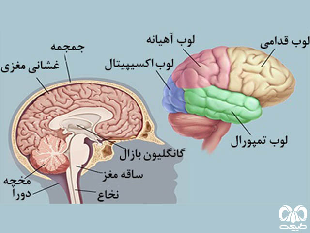 مغز انسان ساختار اصلی مغز اندامهای حیاتی